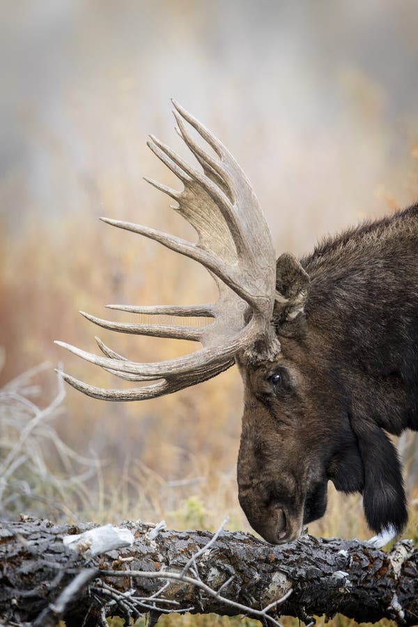Alci 2014 e 2015 fotografia stock. Immagine di browser - 79634508