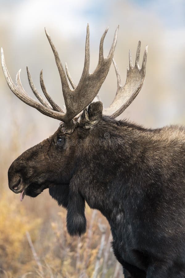 Alci 2014 e 2015 fotografia stock. Immagine di browser - 79634508