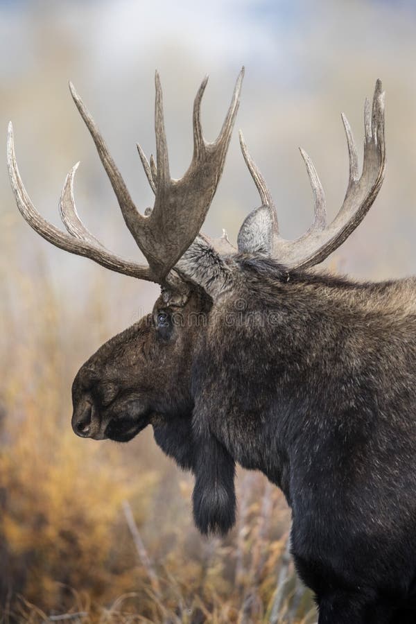 Alci 2014 e 2015 fotografia stock. Immagine di browser - 79634508