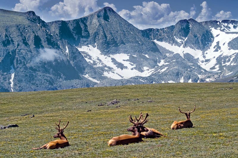 Alci fra le montagne fotografia stock. Immagine di montagna - 2772092