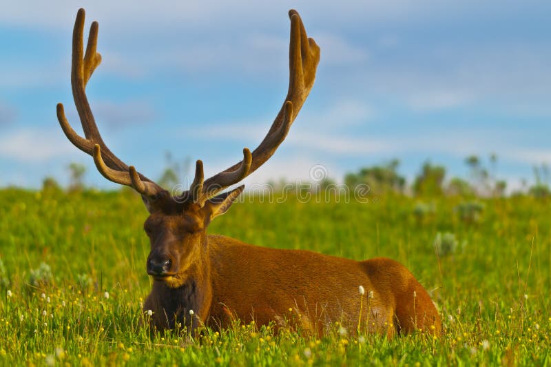 Alci Maschii Con I Grandi Antlers Immagine Stock - Immagine di cervi ...