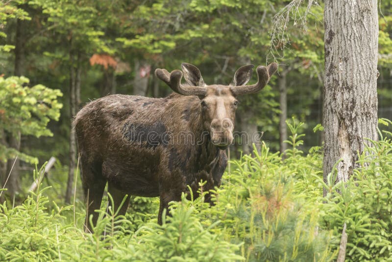 Alci Maschii in Una Regolazione Della Foresta Fotografia Stock ...