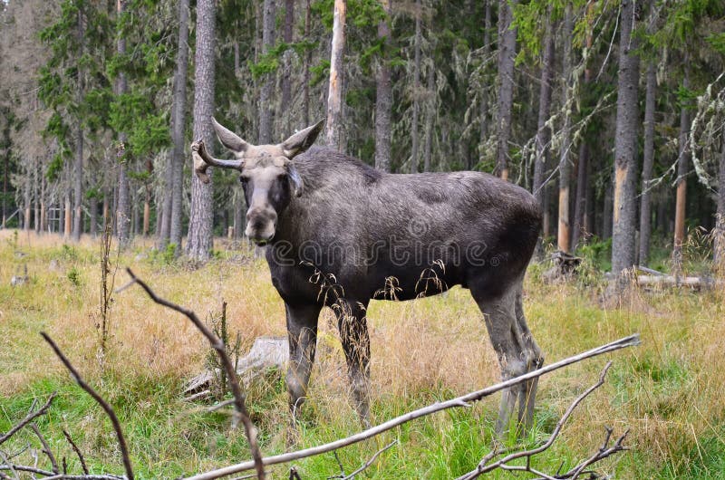Alci svedesi immagine stock. Immagine di selvaggio, sweden - 5762139