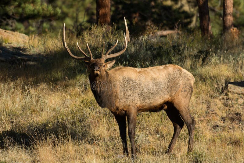 Alci nordamericani fotografia stock. Immagine di roccioso - 52294394