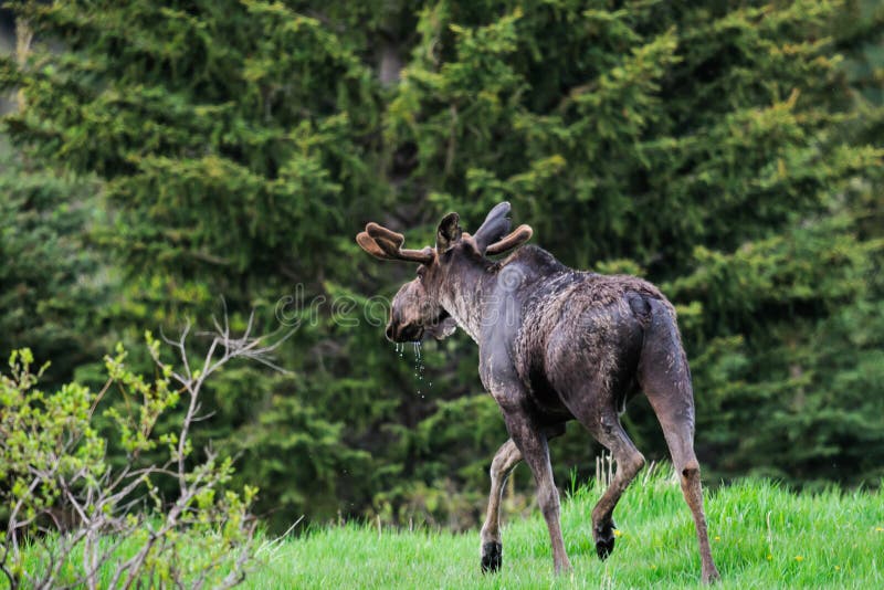 Alci Selvagge (alces Di Alces) Immagine Stock - Immagine di americano ...