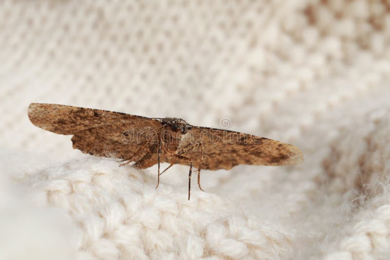 Alcis Repandata Moth on Beige Knitted Sweater, Closeup Stock Image ...