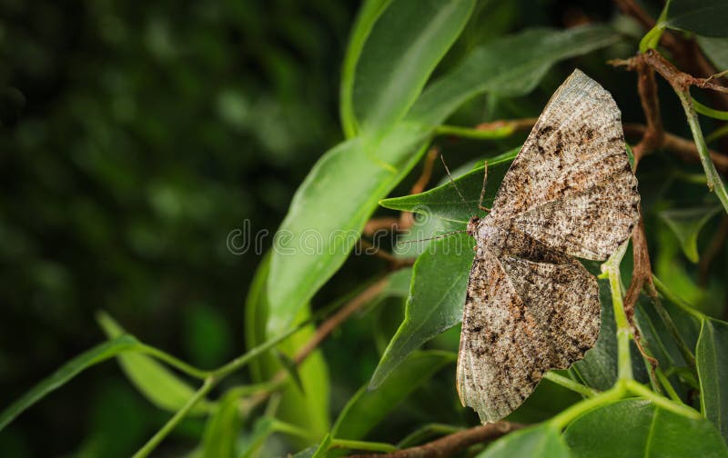 Alcis Repandata Moth on Leaves Outdoors, Closeup. Space for Text Stock ...