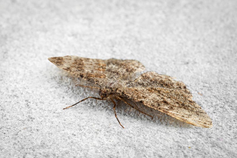 Alcis Repandata Moth on White Textured Background, Closeup Stock Photo ...