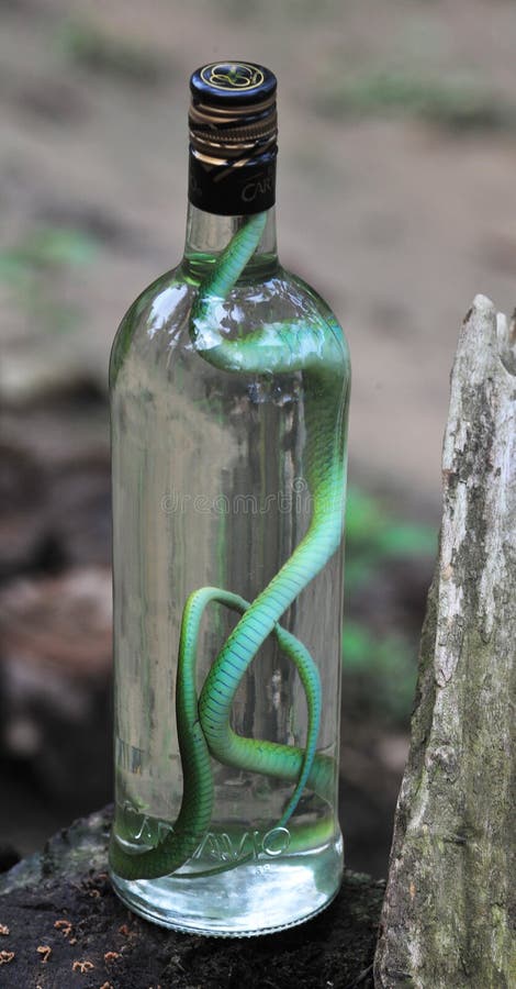 Alcoholic Drink, Tincture with a Snake.Amazon Peru Stock Image - Image ...