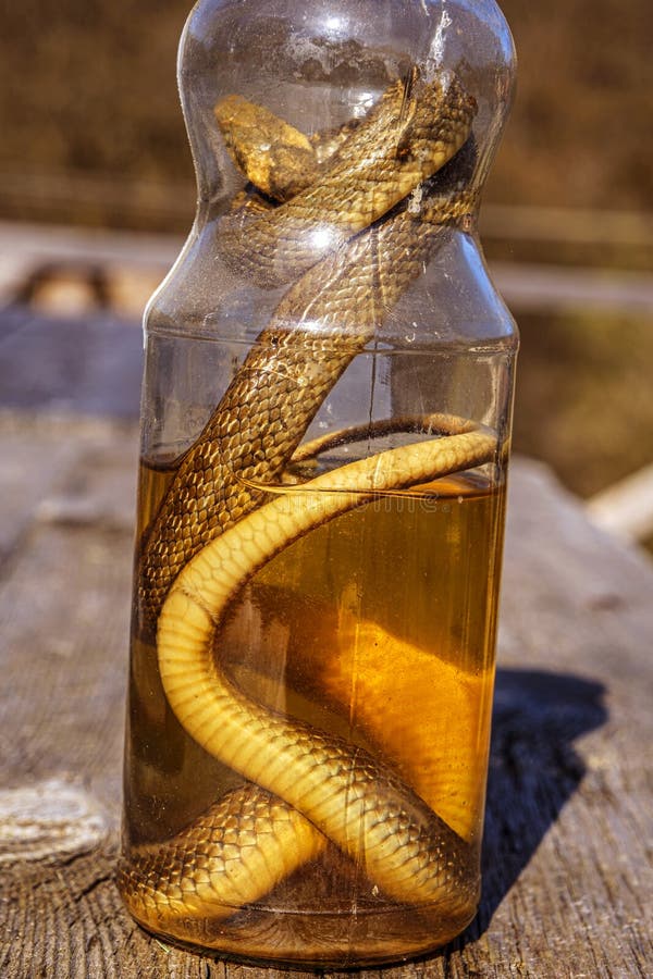 Alcoholic Drink, Tincture Using a Snake Stock Photo - Image of tincture ...