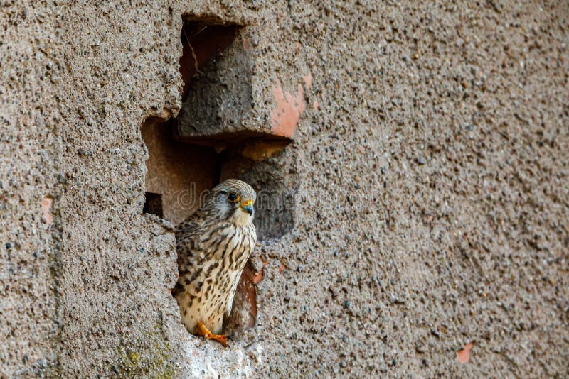 Alcon at the breeding cave stock photo. Image of fauna - 213068984