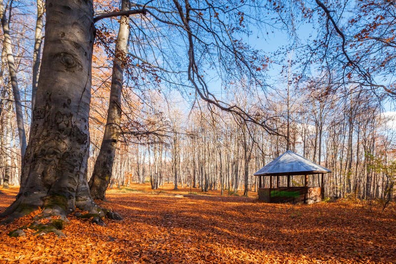 Alcove in the red wood stock image. Image of fall, nature - 91389245