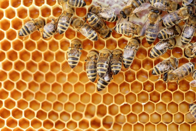 Alcune Api Di Lavoro Sull'alveare Fotografia Stock - Immagine di ...