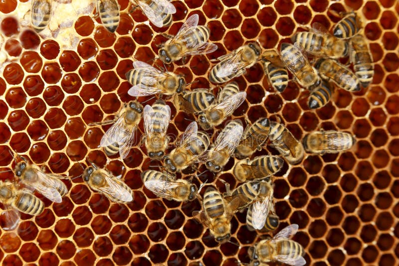 Alcune Api Di Lavoro Sull'alveare Fotografia Stock - Immagine di ...