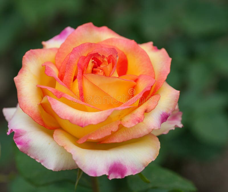 Alcune rose gialle arancio fotografia stock. Immagine di arancione ...