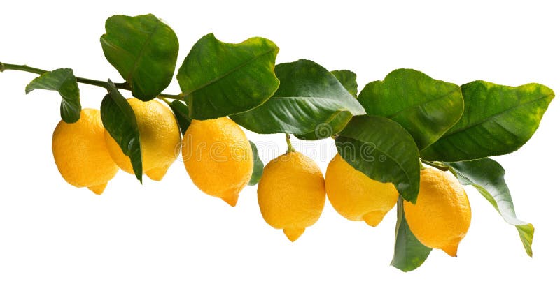 Alcuni limoni sul ramo fotografia stock. Immagine di crescere - 71922784