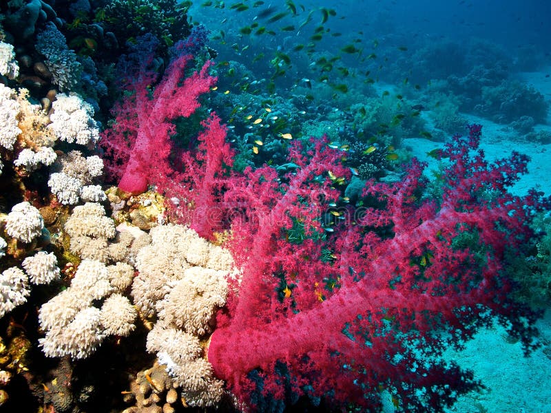 Alcyonaire de la Mer Rouge image stock. Image du afrique - 18209147