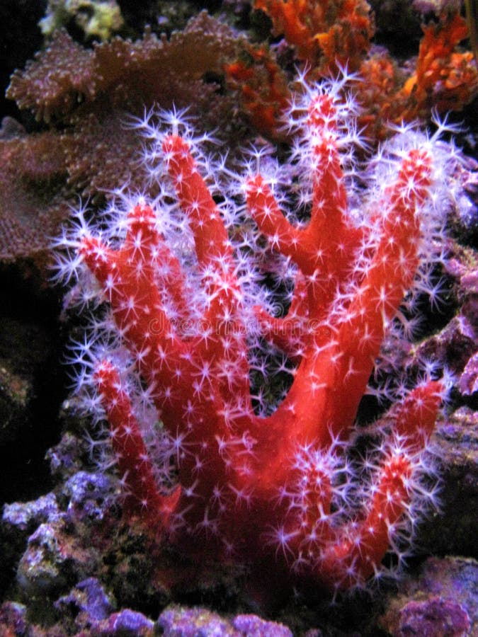 Alcyonium stock foto. Image of helder, kerstmis, wereld - 84159892