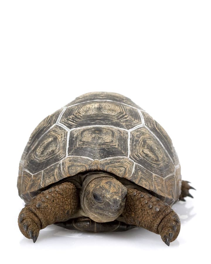 Empty turtle shell stock image. Image of white, empty, life - 188013