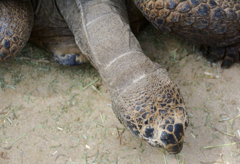 Aldabra Giant Tortoise (Close-up) Stock Image - Image of unique ...