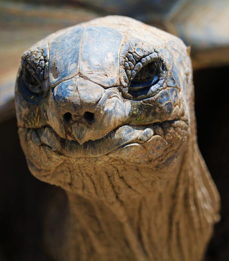 Aldabra Giant Tortoise stock image. Image of giant, nature - 80517177