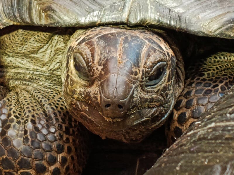 Aldabra Giant Tortoise, Closeup and Portrait Looking at the Camera ...