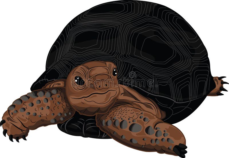 Happy Giant Tortoise Stock Illustrations – 24 Happy Giant Tortoise ...