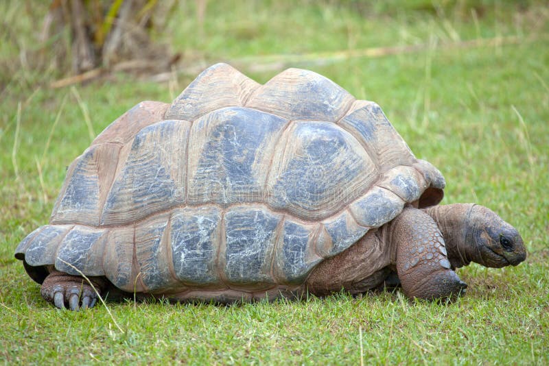 Aldebra Stock Photos - Free & Royalty-Free Stock Photos from Dreamstime