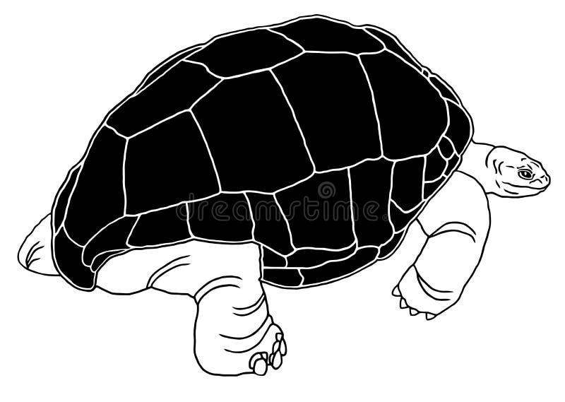 Aldabra giant tortoise stock vector. Illustration of head - 69430077