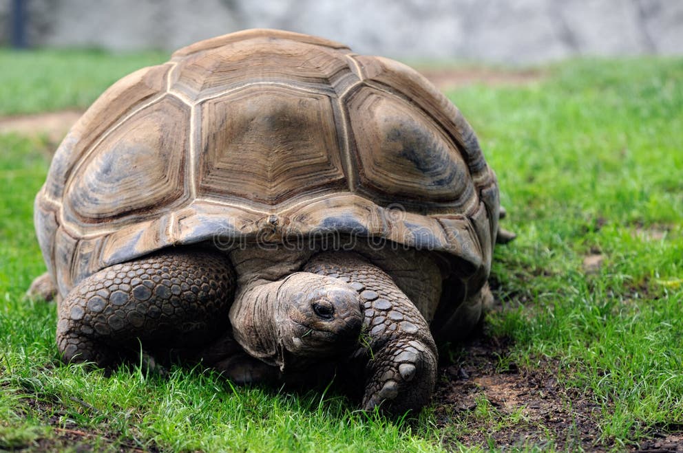Aldabra Tortoise stock image. Image of shell, reptile - 19547219