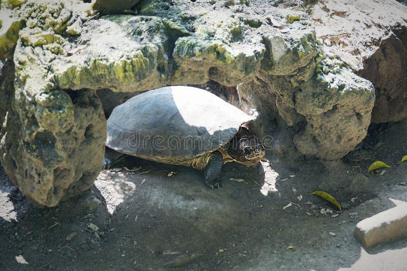 Aldabra Tortoise Emerging from a Rock Cave Stock Image - Image of ...