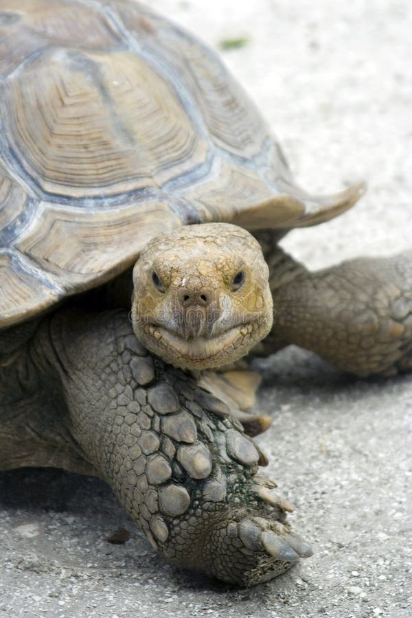 Funny Tortoise stock photo. Image of silly, tortoise - 17638852