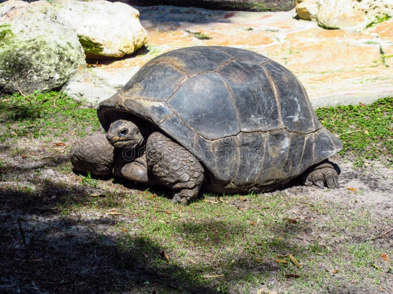 Aldabra tortoise stock photo. Image of turtle, shell - 157706388
