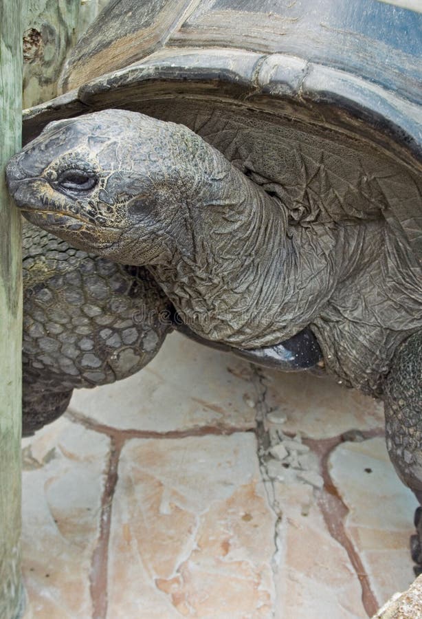 Aldabra Tortoise Side Portrait Stock Image - Image of tortoise ...