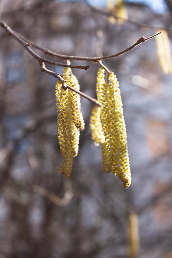 Alder or Birch Earring on Spring Sky Background Stock Image - Image of ...