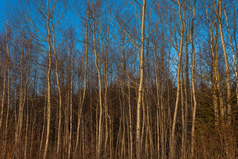 Alder and Birch Trees in Autumn Forest Stock Image - Image of climate ... Alder and Birch Trees in Autumn Forest Stock Image - Image of climate ...