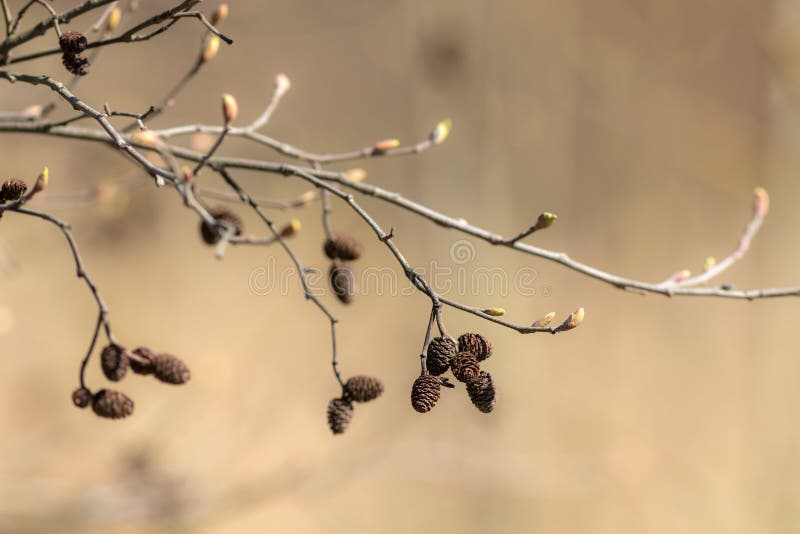 Alder branch with buds stock image. Image of alder, tree - 196070845
