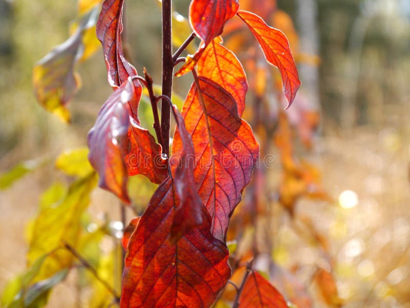 Alder buckthorn stock photo. Image of autumnal, bush - 79193346
