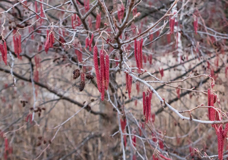 Alder Buds Bloom in Spring in March, Red, Macro Stock Photo - Image of ...