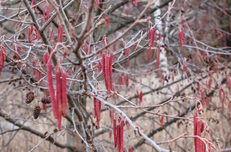 Alder Buds Bloom in Spring in March, Red, Macro Stock Image - Image of ...