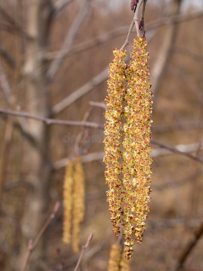 Alder buds close up stock image. Image of catkin, branch - 234475891