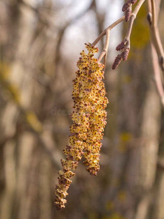 Alder Buds Bloom in Spring in March, Red, Macro Stock Image - Image of ...