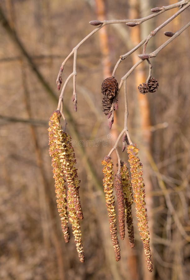 Alder Buds Bloom in Spring in March, Red, Macro Stock Image - Image of ...