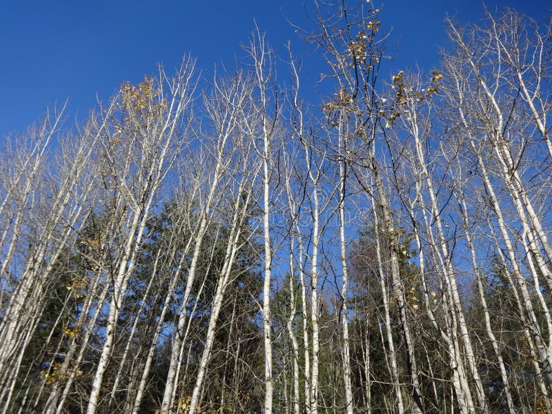Alder fall scene stock image. Image of ecology, environment - 62204039