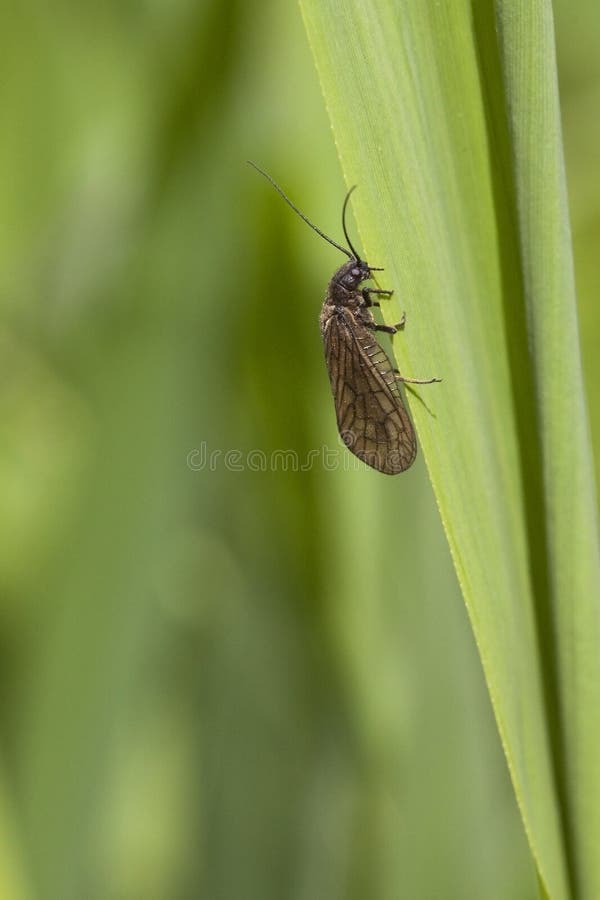 Alder fly stock image. Image of insect, flora, nature - 19668187