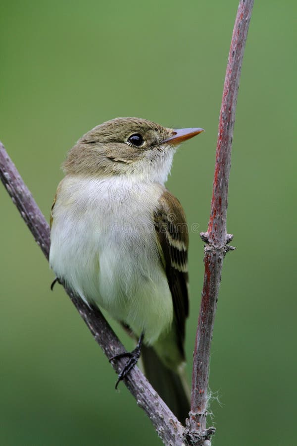 Alder Flycatcher stock photo. Image of flycatcher, bird - 22680968