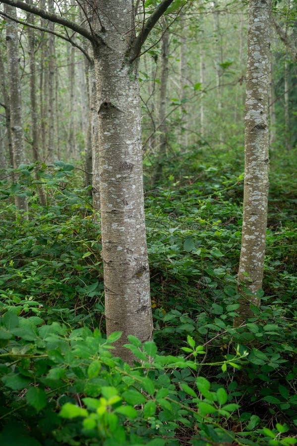 Alder Forest in the Pacific Northwest. Idyllic Look at a Typical Alder ...