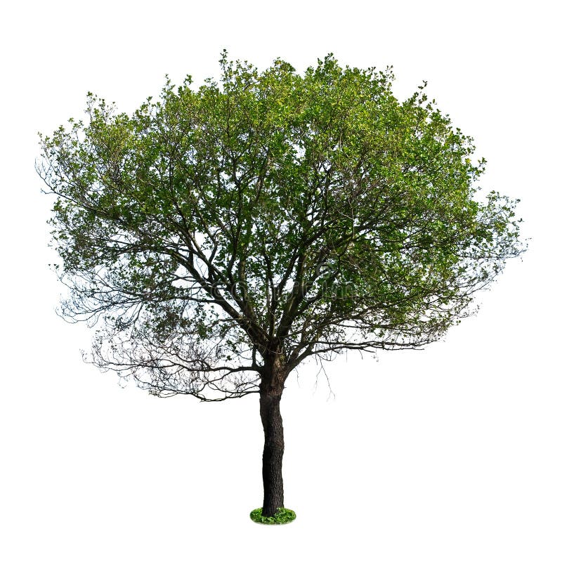 Tall Aspen Trees in the Woods Stock Photo - Image of hiking, alpine ...