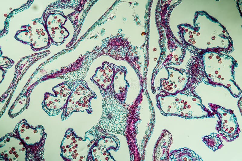 Alder Kittens in Cross Section Stock Photo - Image of tissue, kitten ...