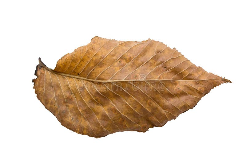 Alder leaf stock photo. Image of garden, closeup, foliage - 11275684